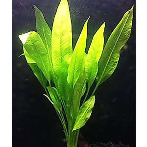 Mainam Amazon Sword Plant Echinodorus Bleheri Tall Bunch Live Aquarium Plants Freshwater Planted Tank Decorations