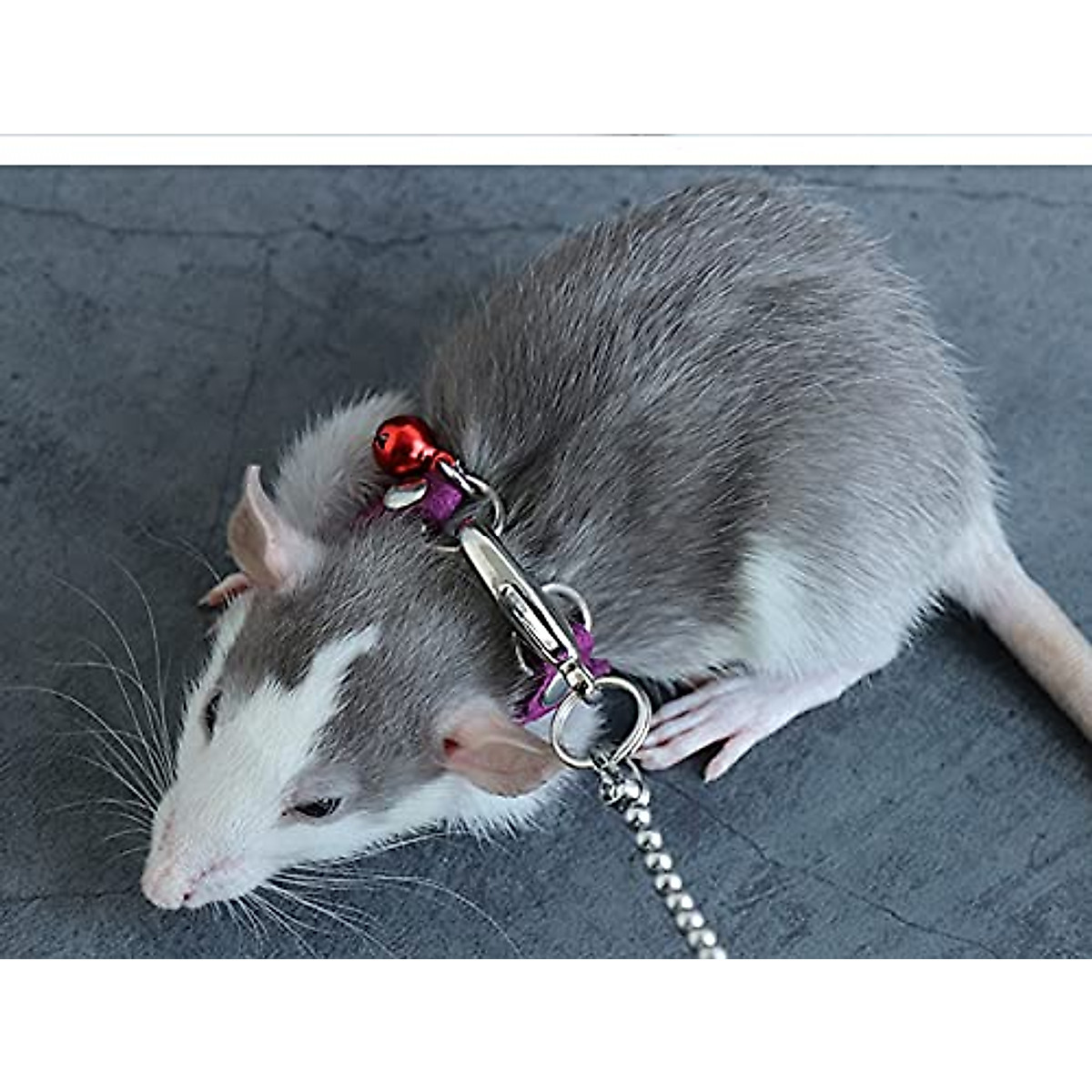 Adjustable Fancy Rat Hamster Harness Rat Guinea Pig Training Walking with Bell Leather Leash Reptile Harness Suitable for Small, Medium，Large Rats or Reptiles (Purple)