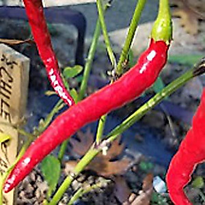 Chile de Arbol Hot Peppers (Red) Seeds (20+ Seeds) | Non GMO | Vegetable Fruit Herb Flower Seeds for Planting | Home Garden Greenhouse Pack