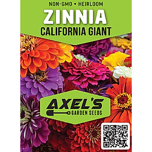 Zinnia Seeds for Planting – Non-GMO Heirloom Zinnia Flower Seeds – Full Instruction Packets to Plant in Your Home Outdoor Garden – Gardening Gift – 50 California Giant Zinnia Seeds (1 Packet)