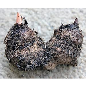 Pink Cloud Caladium - Bare Root - Zone 9-11