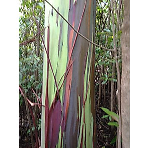 1-1000pcs Rainbow Eucalyptus Tree Seeds Indonesian Gum Mindanao Binacag Sarassa 0128 (25+ Seeds)