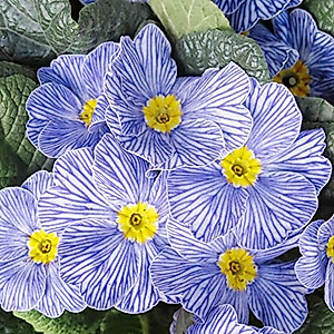 Primula 'Zebra Blue' Seeds Polyanthus Primrose Perennial Low Maintenance Deer Resistant Easy to Grow Border Edging Container Outdoor 100Pcs Flower Seeds by YEGAOL Garden