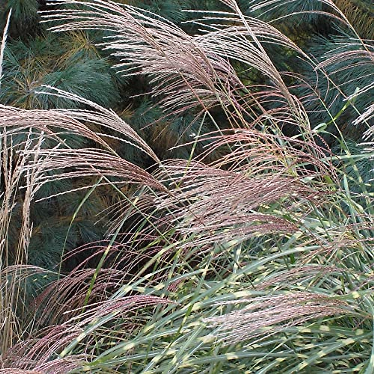 CHUXAY GARDEN Miscanthus Sinensis,Silver Maiden Grass 10 Seeds Hardy Spectacular Plumes Ornamental Grass Home Landscape Easy Grow