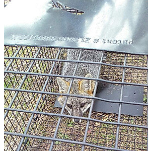 Humane Way Folding 42 Inch Live Humane Animal Trap - Safe Traps for All Animals - Dogs, Raccoons, Cats, Groundhogs, Opossums, Coyote, Bobcat - 42"x16"x18"