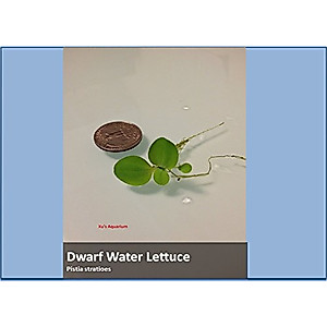 G’z Aquarium Floating Plants Package #1, 12 Amazon Frogbit, 12 Dwarf Water Lettuce, 12 Water Spangles