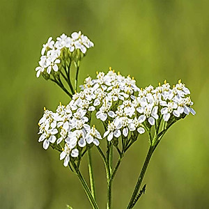 Outsidepride Perennial Achillea Millefolium Yarrow White Wild Flower & Herb Garden Plant - 1/4 LB