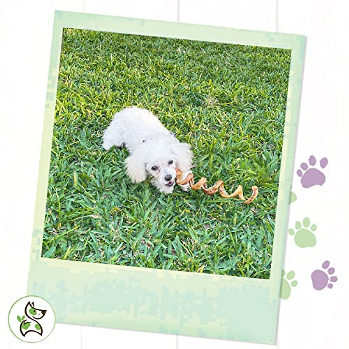 Nature Gnaws Bully Stick Springs for Dogs - Premium Natural Beef Dental Bones - Long Lasting Curly Dog Chew Treats for Aggressive Chewers - Rawhide Free