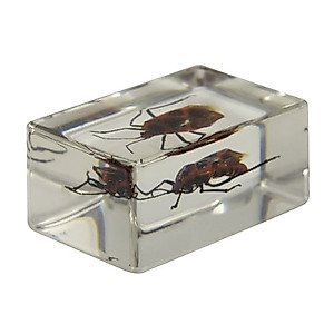 Celestron 44407 3D Bug Specimen Kit #1 (Black, Brown, Yellow)