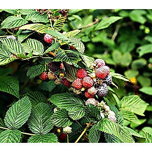 Certified Organic Raspberry Leaf Cut and Sifted 1 LB Bag –100% Natural, Kosher Berries (Rubus idaeus)