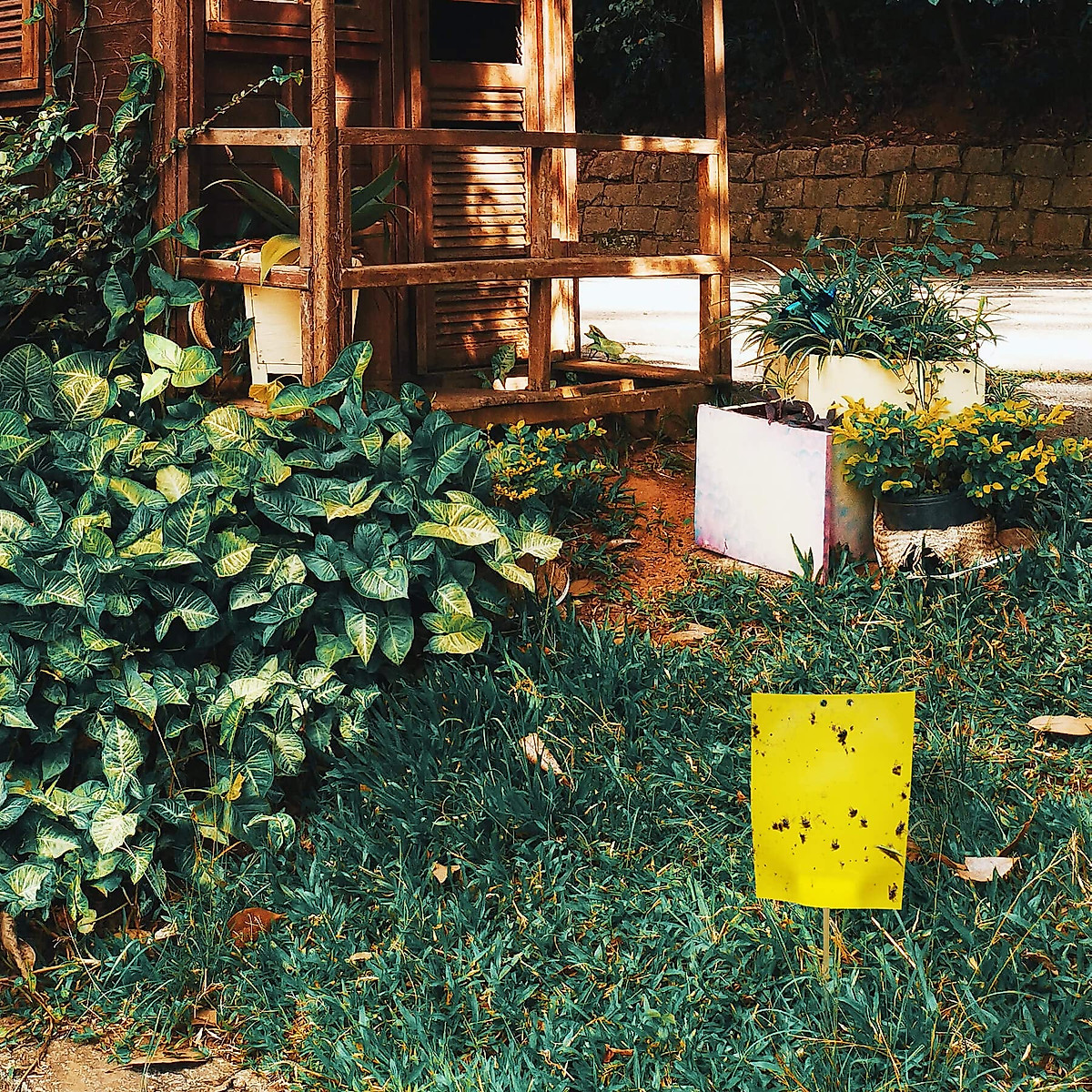 60 Sheets Sticky Fly Traps, Dual-Sided, for Flying Insect, Indoor and Outdoor, Twist Ties and Sticks Included, 8x6 Inch, Yellow