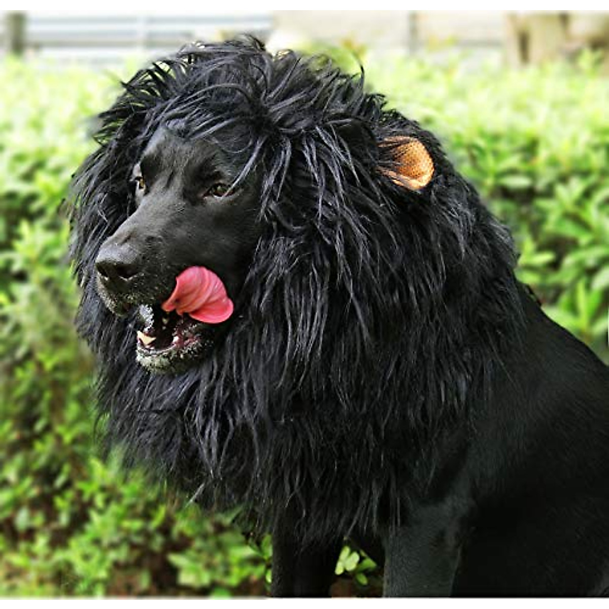 Onmygogo Lion Mane Wig for Dogs with Ears, Funny Pet Costumes for Halloween Christmas (Size L, Black)