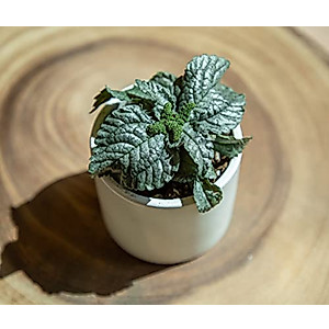 Easy to Grow Houseplants (12 Pack) Live House Plants in Plant Containers, Growers Choice Plant Set in Planters with Potting Soil Mix, Home Décor Planting Kit or Outdoor Garden Gifts by Plants for Pets