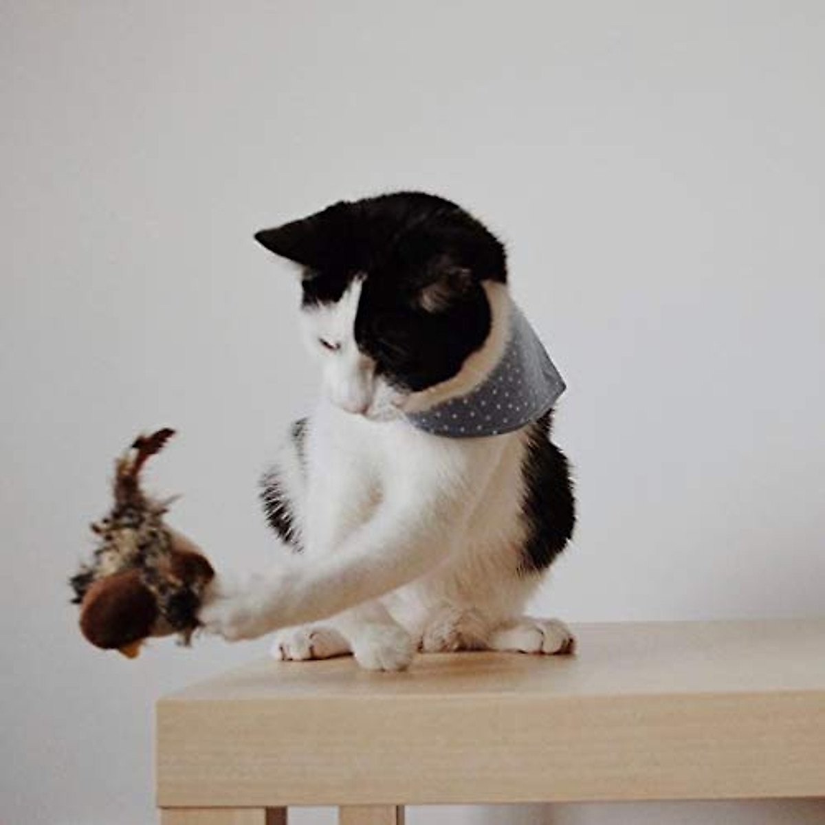 GIGWI Melody Chaser Motion Activated Bird, Black (G10052A1)