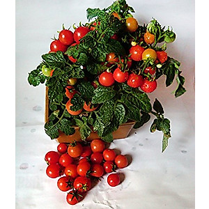 30+ Dwarf Red Robin Tomato Seeds, Heirloom Non-GMO, Sweet, Low Acid, Determinate, Open-Pollinated, Delicious, Lycopersicon lycopersicum, from USA