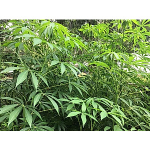Yuca Cassava, 5 Cuttings Manihot Esculenta, Root Sticks for Garden Planting Tubers Bulk Flower Plant Perennial Can Grow Well in Flower Pots