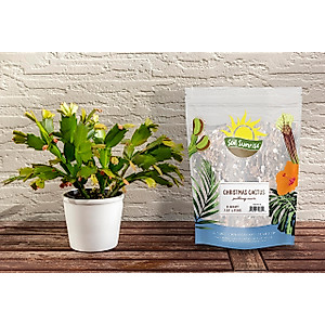 Christmas Cactus Potting Soil Mix (8 Quarts), Hand Blended Soil for Indoor Houseplants Custom Blended