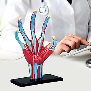 Human Hand Skeleton Model Anatomical Model Anatomy DIY Gift Children Puzzle Educational Model Internal Organs Model Human Hand Model Anatomical Models Of The Human Hand For Students Hand Anatomy Model