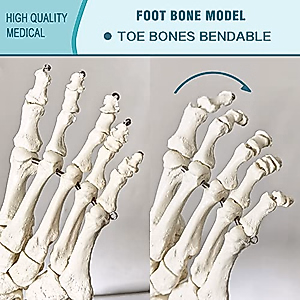 NEW HORIZON Medical Models Life Size Foot and Ankle Model
