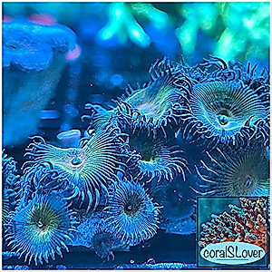 coralSLover Live Saltwater Coral Frag - Captain Jerk Palythoas (5 Heads)