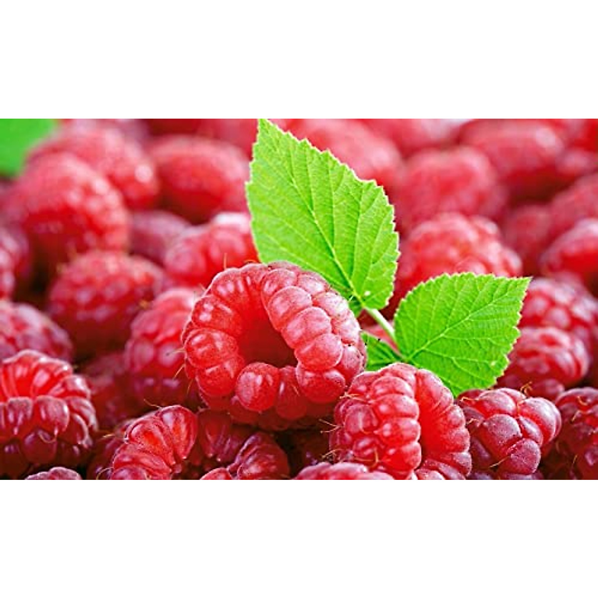 GreenWOW 200+ Red Raspberry Seeds - Non-GMO&Heirloom Organic Friut for Planting Home Garden/Outdoor
