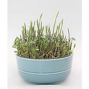 Amturf Green Feast Forage Mix, Brown,2 Lb Bag, 36018S