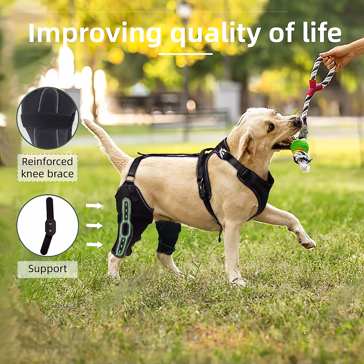 LISPOO Dog Knee Brace for Torn Acl Hind Leg, Luxating Patella, Cruciate Ligament, Dog Acl Knee Brace Support Back Leg with Arthritis Pain, Acl Brace for Dogs Rear Leg (XL)