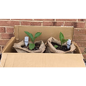 4 Pack Premium Large Burlap sack Bags | 4Piece Set | 24 x 40 inch | New Coffee Bag | Potato Bag | Sack Race | Seed Preserve Sack | Natural Jute Product | made by 10 Ounce Burlap Fabric (4)