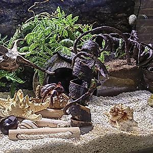 BNOSDM Reptile Vines Plants Flexible Jungle Climbing Vine Natural Moss Rope Jungle Decor for Bearded Dragons Lizards Snake Chameleon Geckos