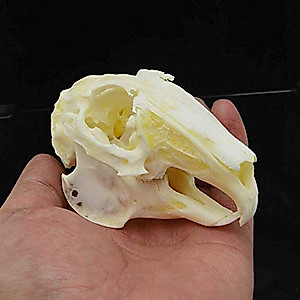 Wixine 1Pcs Cottontail Rabbit Skull Specimen Animal Bone Specimen