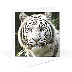 3dRose White Tiger 6 x 6 Inches Greeting Cards, Set of 12 (gc_4845_2)