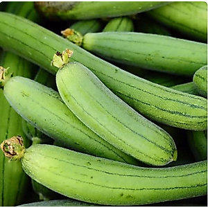 for 2024! Luffa Gourd Seeds/Loofah Gourd Seeds for Planting Vegetables and Fruits.Non-GMO Vegetable Seeds for Planting Home Garden-Loofah Sponge Gourd 丝瓜(10 Loofah Seeds)