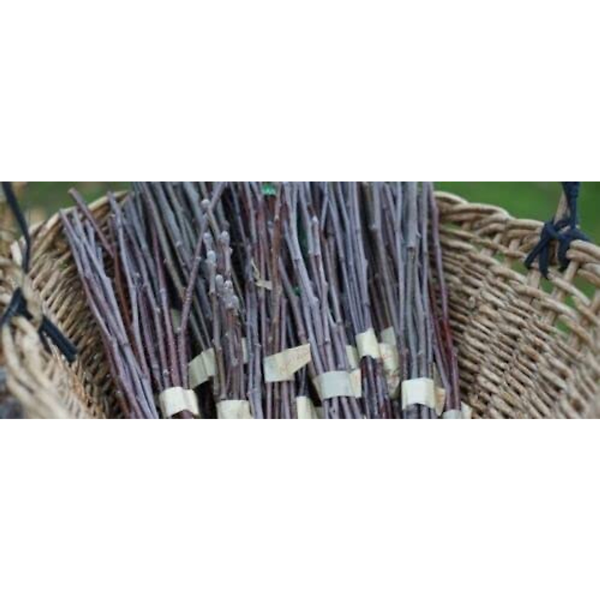 3 WINESAP Apple Fruit Tree Scion Grafting 10-12 INCHES/Cutting/Rooting