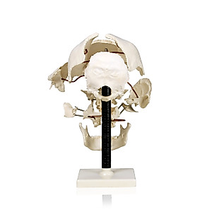Vision Scientific VAL250 Life Size Beauchene Model | “Exploded” to Show How Bones Fit Together | Disarticulated, Mounted on Wire to Retain Spatial Relationship | Med. Studies | W Identification Key