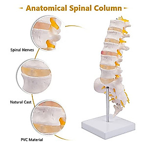 breesky Lumbar Spine Model - Life Size Human Lumbar Vertebrae Anatomy Model with Sacrum and Spinal Nerves Medical Chiropractor Medical Student Study Teaching Demonstration
