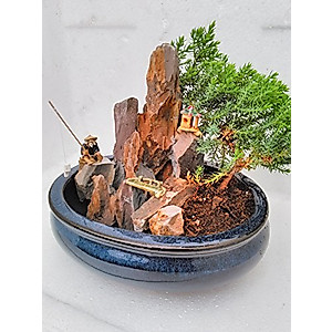 jmbamboo-bonsai- Juniper Tree Zen Garden With Pool Fishman