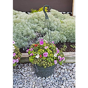 Curtis Wagner 10" Clear Hanging Basket Drip Pan Saucer (10-Pack)