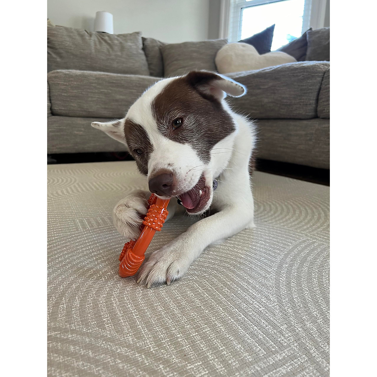 Nylabone Flexi Chew Oval Dog Ring - Textured Dog Ring Toy for Moderate & Gentle Chewers - Chicken Flavor, Wolf/Medium (1 Count)