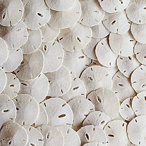 Tumbler Home Small Natural White Sand Dollars - 100 pcs - Wedding Sea Shell for Craft 1 1/4" to 1 1/2" - Real Sanddollars Hand Picked and Packed in Florida