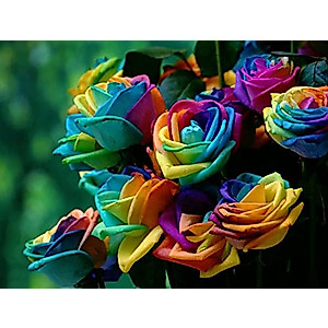 200+ Mixed Color Rose Seeds for Garden Planting 16 Varieties of Bush Perennial Shrub Heirloom 90% Germination Rate Open Pollinated Wonderful Gardening Gifts