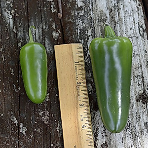 Park Seed Park's Whopper Jalapeno Pepper Seeds, Pack of 15 Seeds