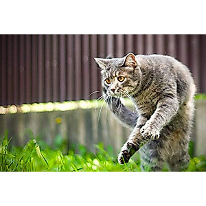 I LOVE MY PETS LLC cat Joint Treats - CAT Hip and Joint Support - Best Strong Formula - glucosamine chondroitin for Cats Soft Chews - 240 Treats (2 Bottles)