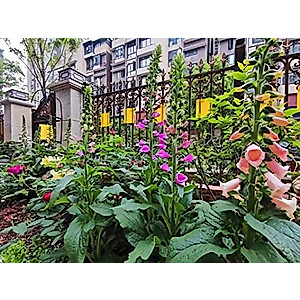 Faicuk 20-Pack Dual-Sided Yellow Sticky Traps for Flying Plant Insect Like Fungus Gnats, Aphids, Whiteflies, Leafminers - (6x8 Inches, Twist Ties Included)