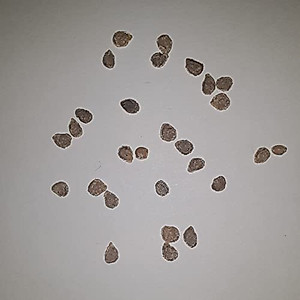 PAPAW'S GARDEN SUPPLY LLC. HELPING THE NEXT GENERATION GROW! Cherokee Purple Heirloom Tomato Seeds, Non-GMO, 1 Pack of 20 Seeds