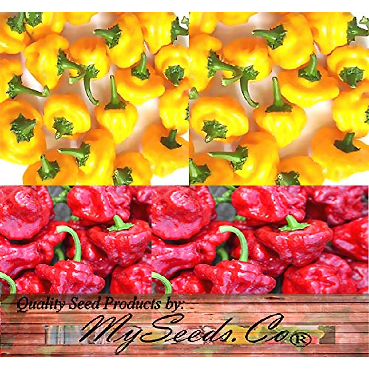 BIG PACK - (500+ Seeds) Hot Pepper Combo I - Bhut Jolokia Ghost Pepper, Habanero Orange, Habanero Red, Jamaican Yellow, Jamaican Red Pepper Seeds- Non-GMO Seeds by MySeeds.Co (BIG PACK - Hot Pepper I)