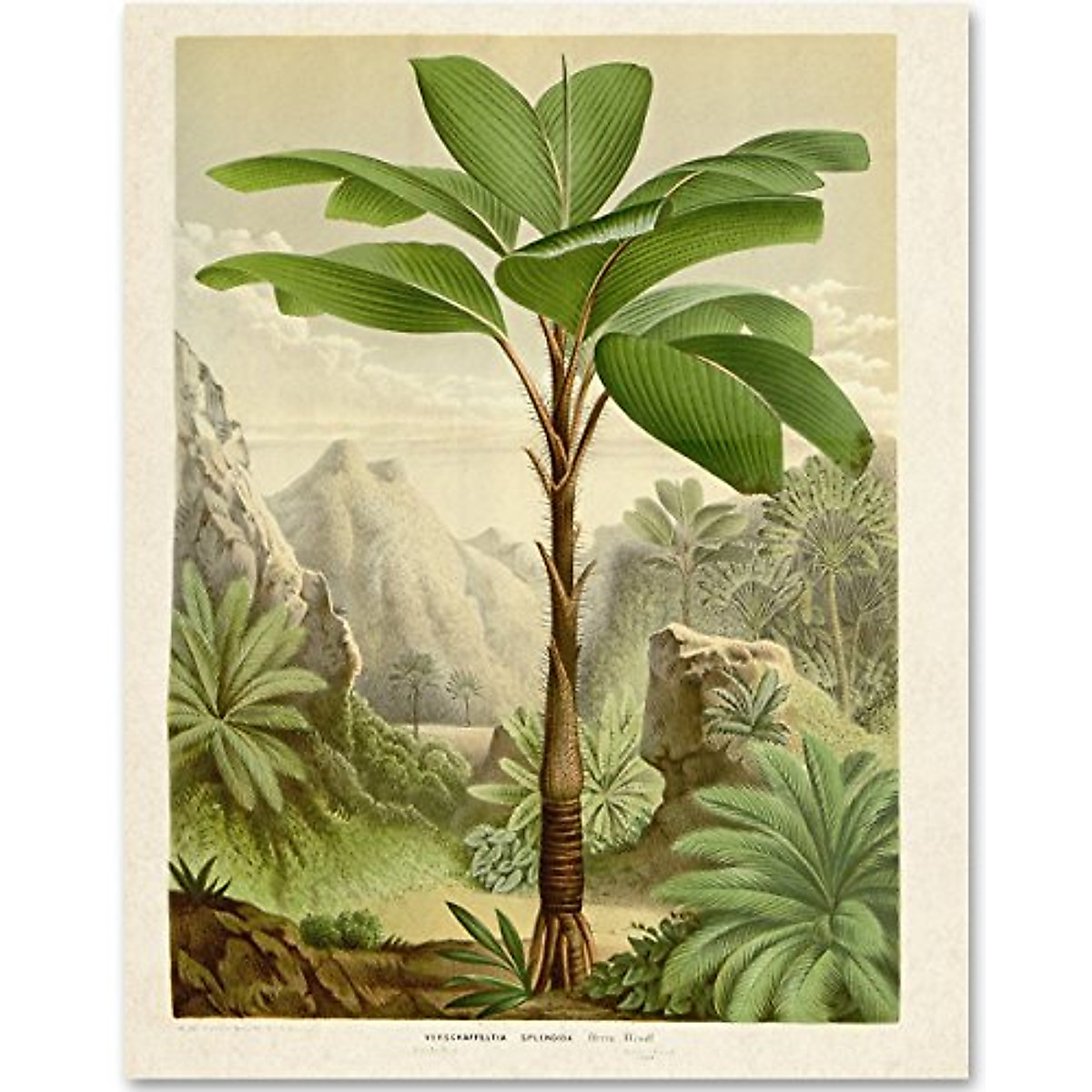 Verschaffeltia Splendida Palm Botanical Illustration - 11x14 Unframed Art Print - Makes a Great Wall Decor for Bathrooms and Bedrooms Under $15