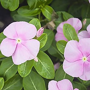 Outsidepride Vinca Periwinkle Pink Garden Flower, Ground Cover, & Container Plants - 4000 Seeds
