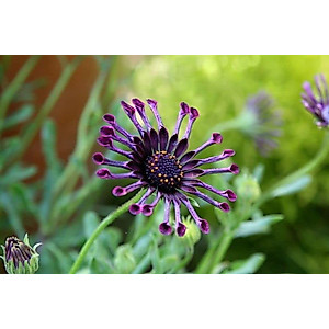 African Daisy Rare Blue Purple Daisy Flower Seed for Planting