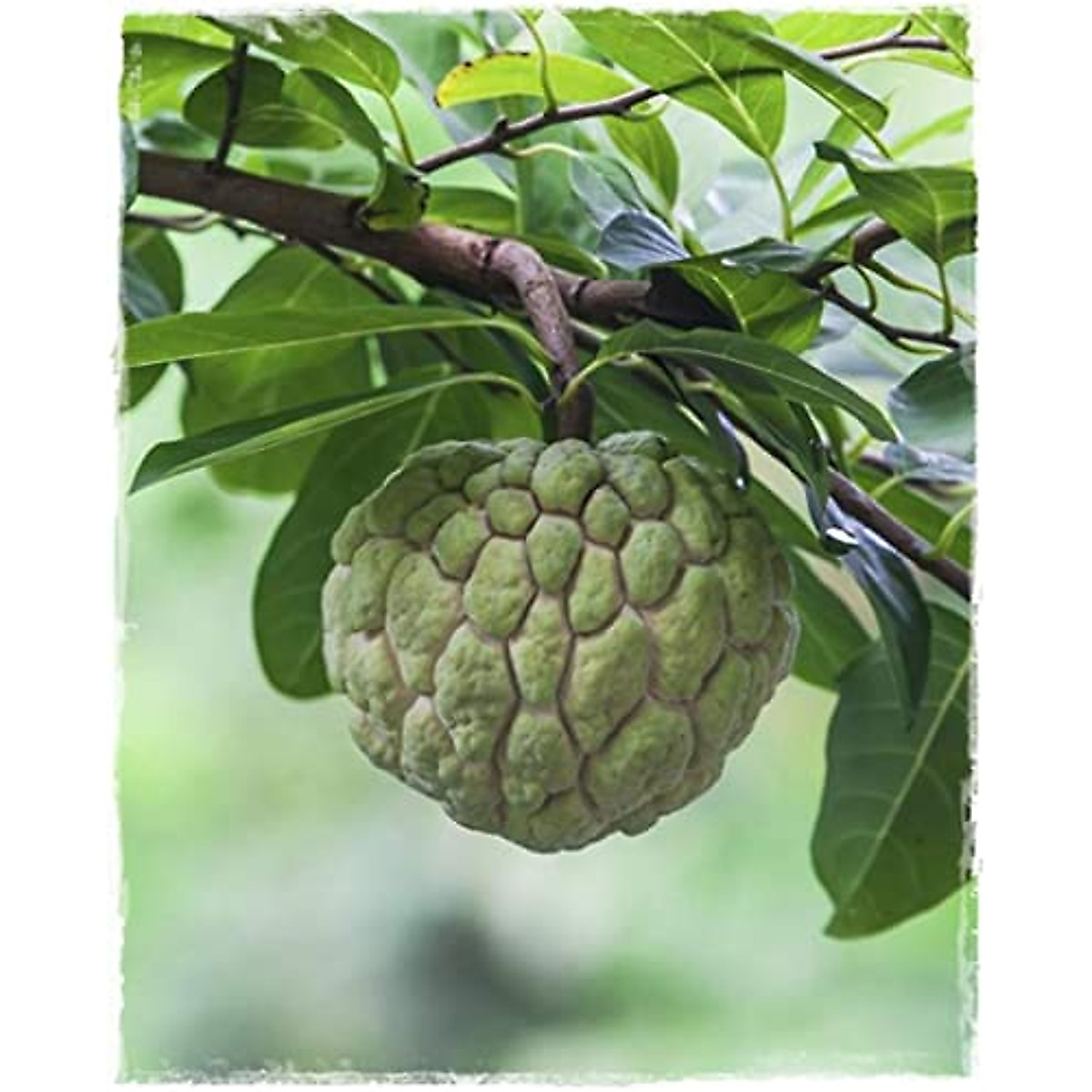 Sugar Apple Tree Live Plant Annona Squamosa Asia Sugar Apple Plant 8 Inc Tall Sweet Tropical Fruits