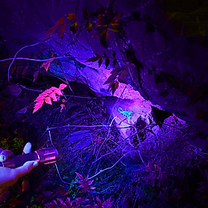 EverBrite Black Light, UV Blacklight Flashlights 2-Pack, 12 LEDs 395nm, 3 Free AAA Batteries, for Pets Urine and Stains Detector 6 Batteries Included Purple